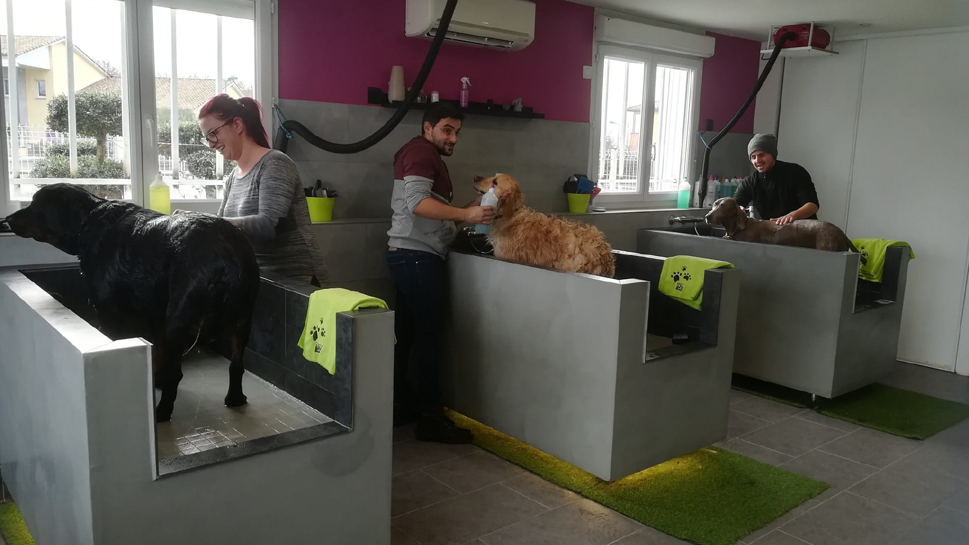 Dog Wash et Toilettage Canin à Toulouse | Canidéfit