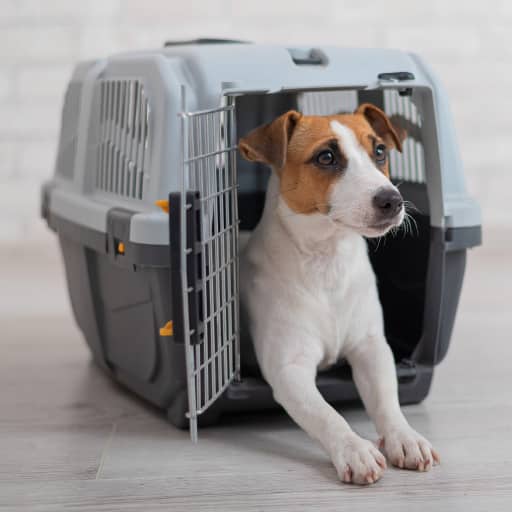 Les avantages d’une cage de transport pour chien