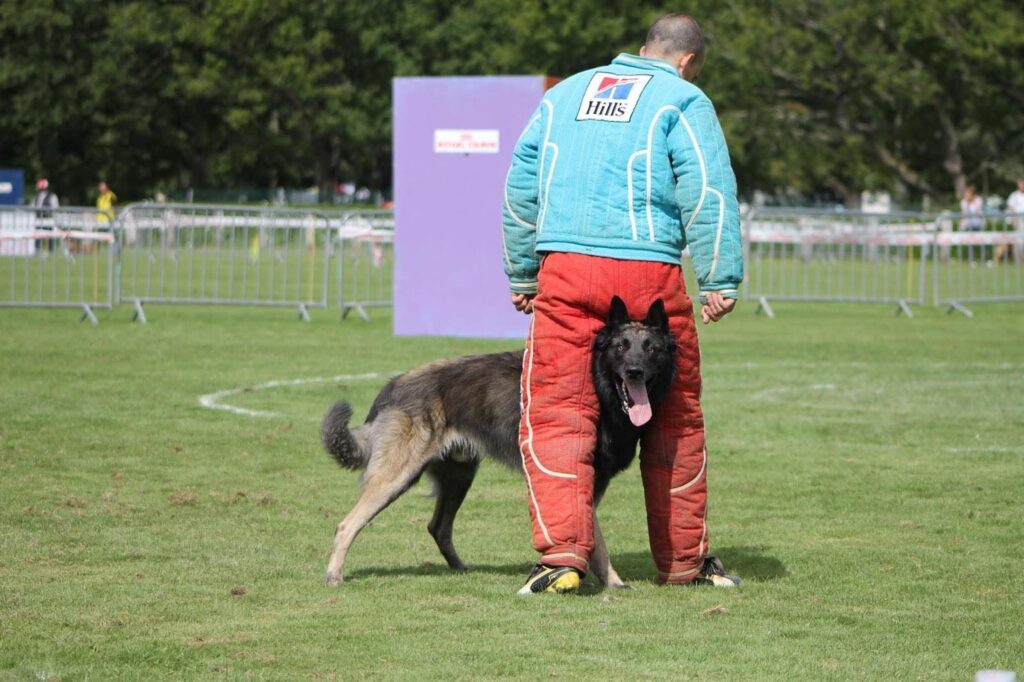 Le chien au mordant : comprendre et optimiser cette discipline